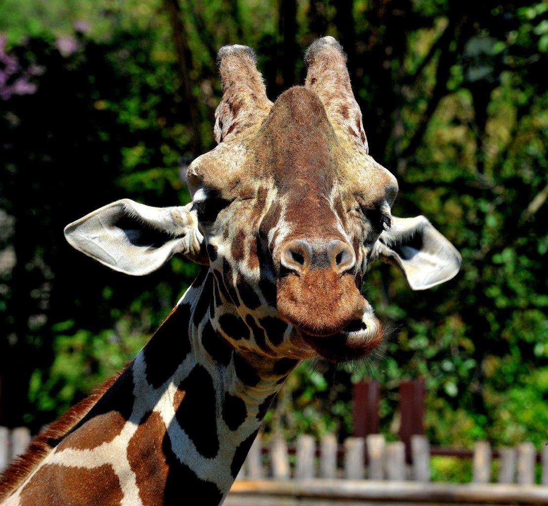 His Highness the giraffe - Rome International
